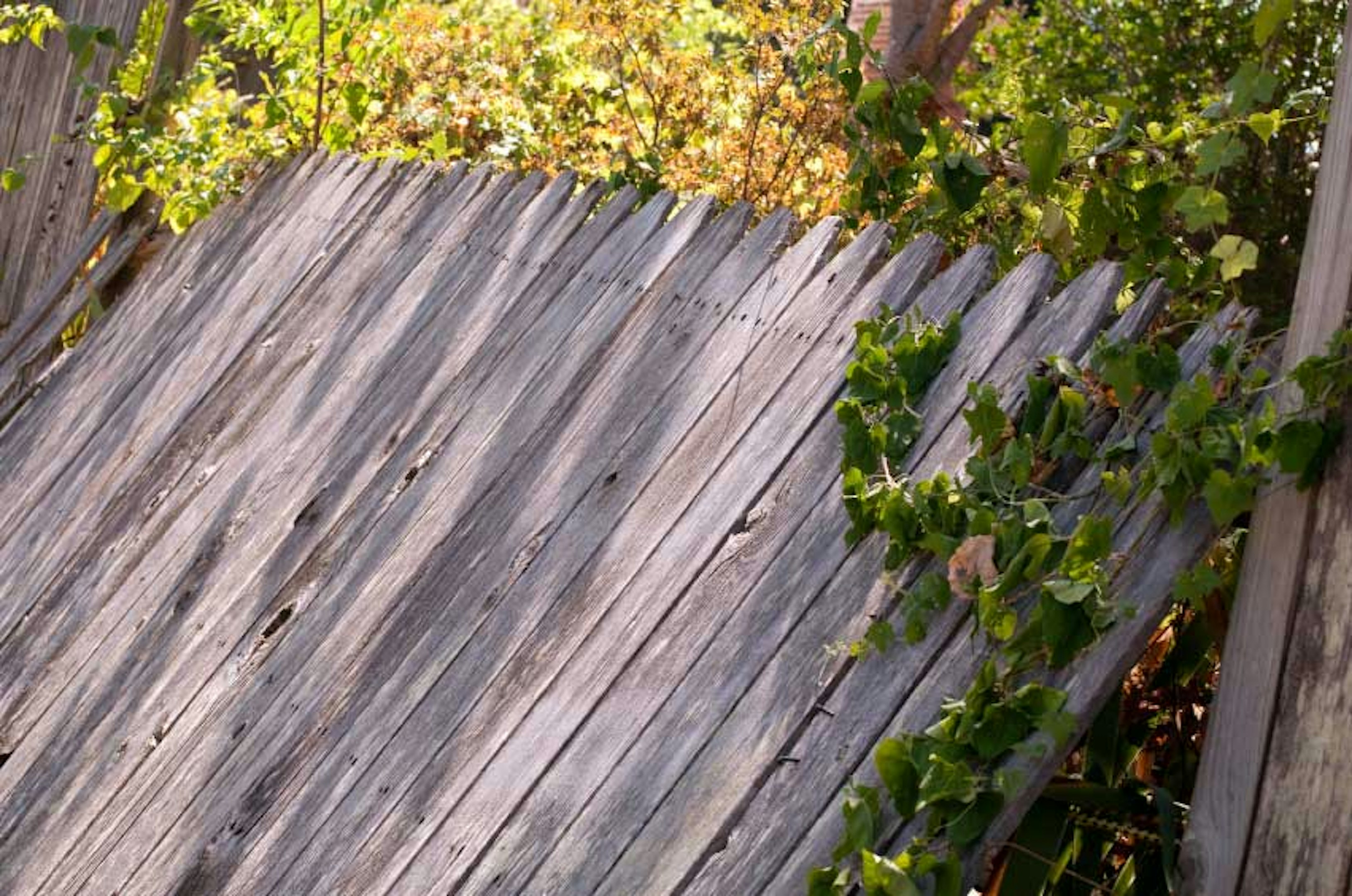 Fencing Act NZ: boundary fence rules explained — Consumer NZ