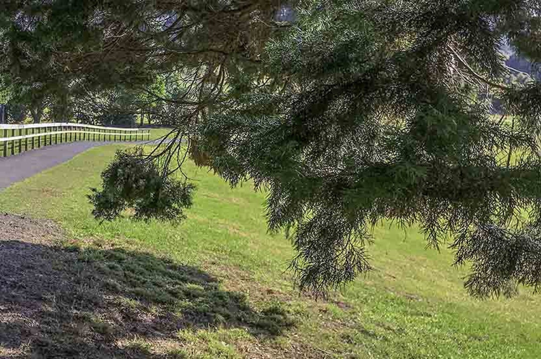 Trees and neighbours — Consumer NZ